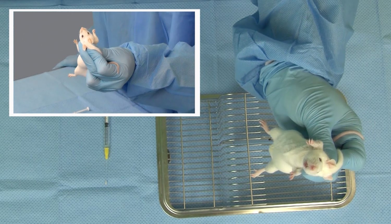 Guide to Oral Gavage for Mice and Rats