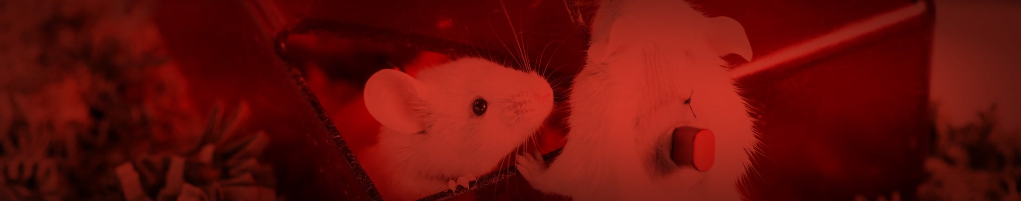 Blood Sampling from Mice and Rats | Instech Laboratories