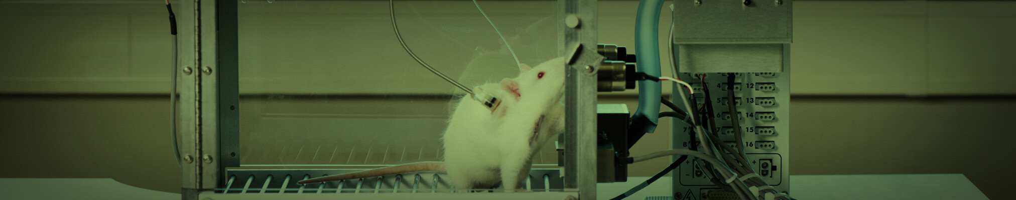 IV Self Administration & Infusion for Mice & Rats | Instech Labs