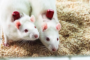 Hands Off Rodent Blood Sampling