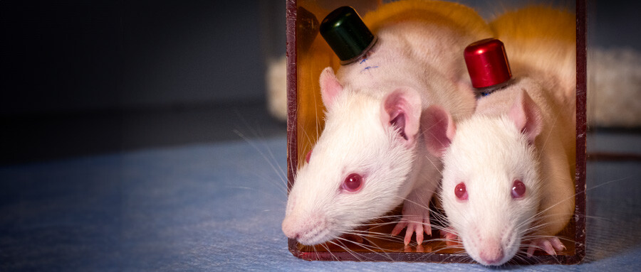 Benefits of Group Housing in Rodents