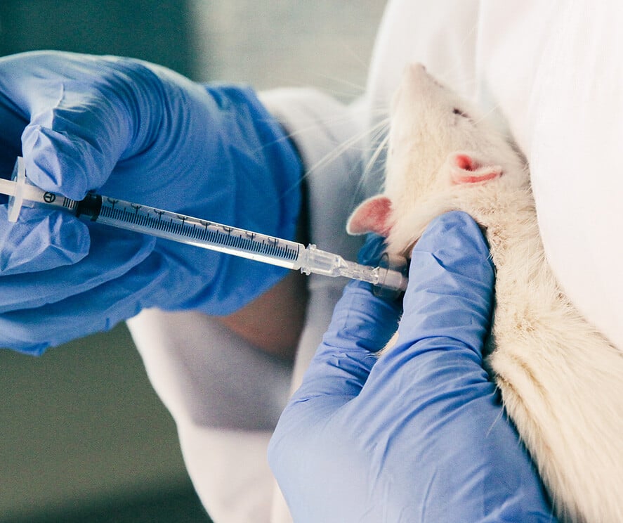 Flow Rate Limits of Rodent Infusion Sets