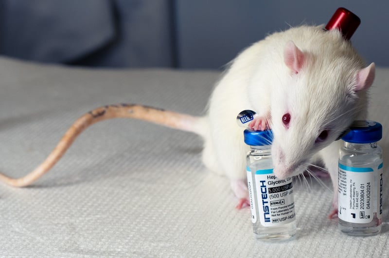 Using the Right Tools for Rodent Catheterization