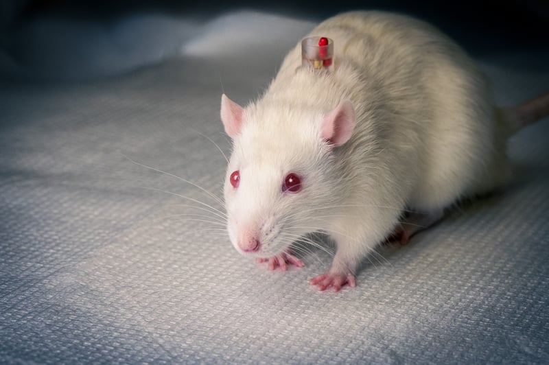 Using the Right Tools for Rodent Catheterization
