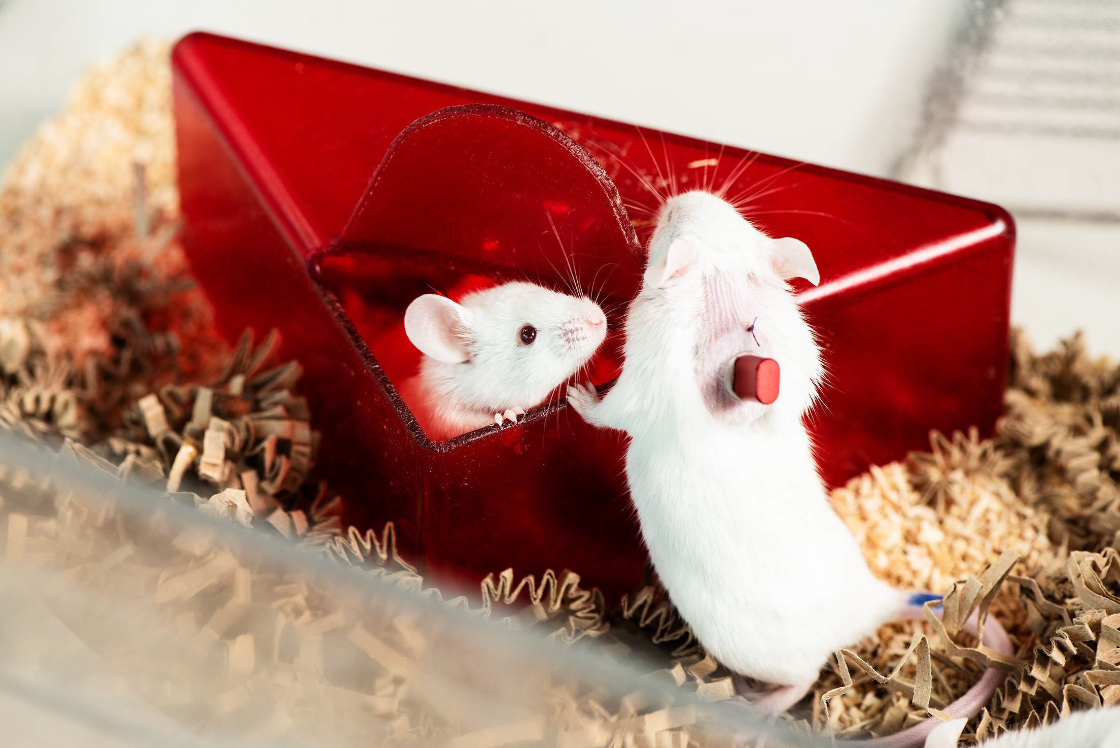 Equipment for Rat and Mouse IV Self-Administration with a Focus on ...
