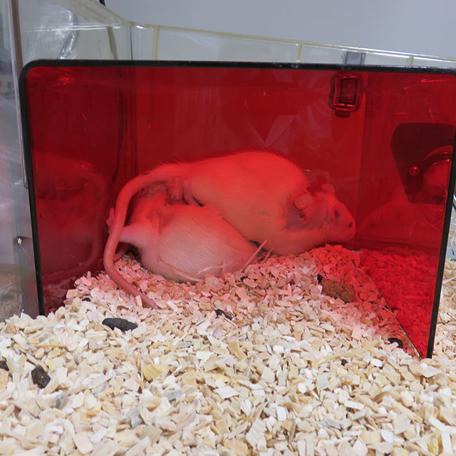 Rat Bile Sampling With Replacement Salts Bile Sampling Instech
