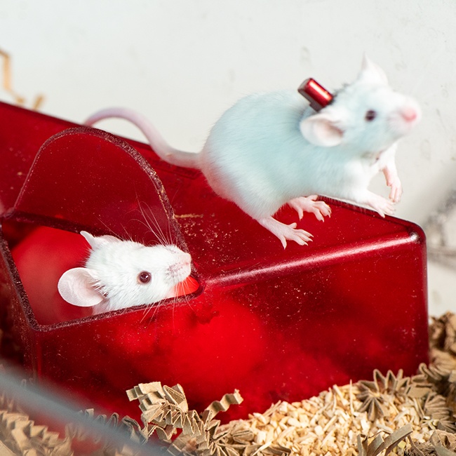 Mouse Sampling from Outside Cage | Blood Sampling | Instech Labs