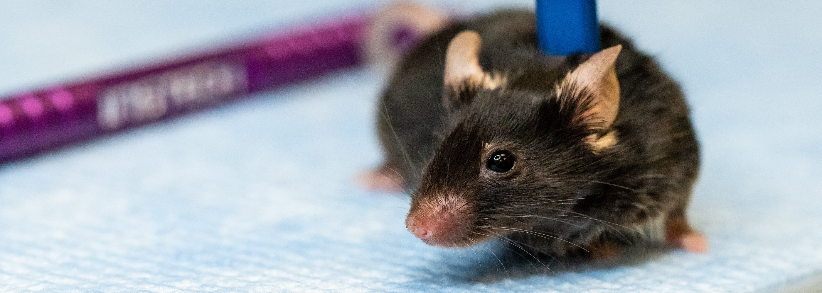 Vascular Catheterization Frequently Asked Questions