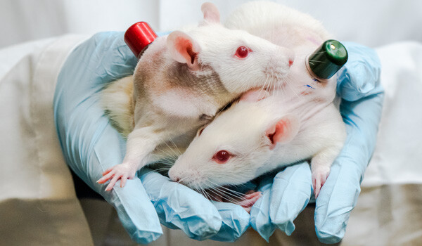 Online Rat Catheterization Training | Online Training | Education