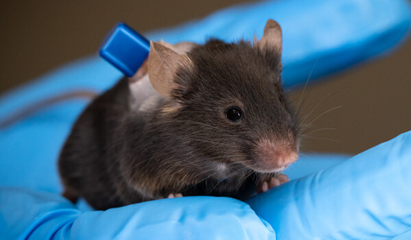 Online Mouse Catheterization Training | Online Training | Education