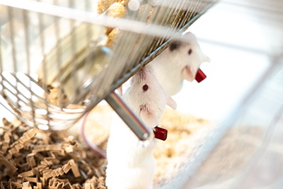 Video of Automated Blood Sampling in Mice | Instech Laboratories