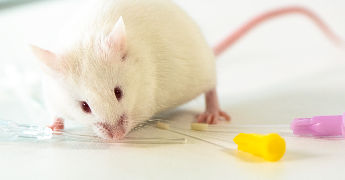Feeding Tube Samples for Mice and Rats | Instech Laboratories