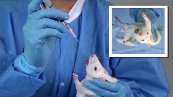 Guide To Oral Gavage For Mice And Rats 54 Off