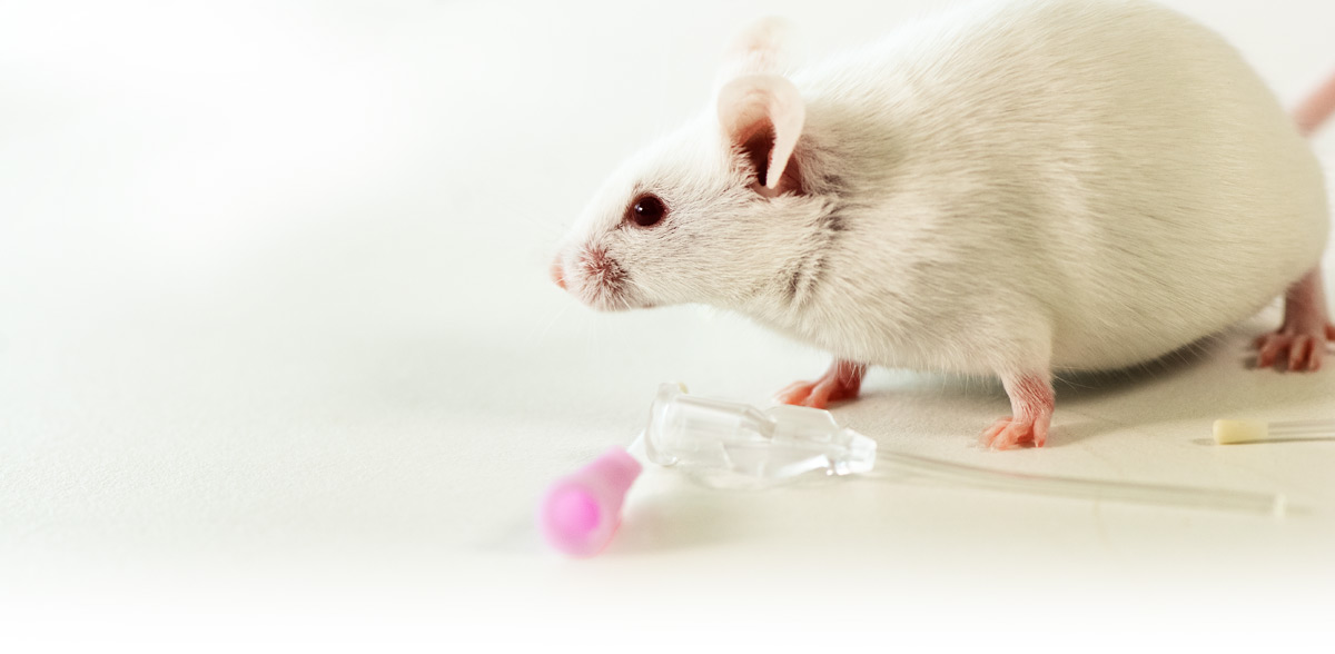 Feeding Tube Samples for Mice and Rats | Instech Laboratories