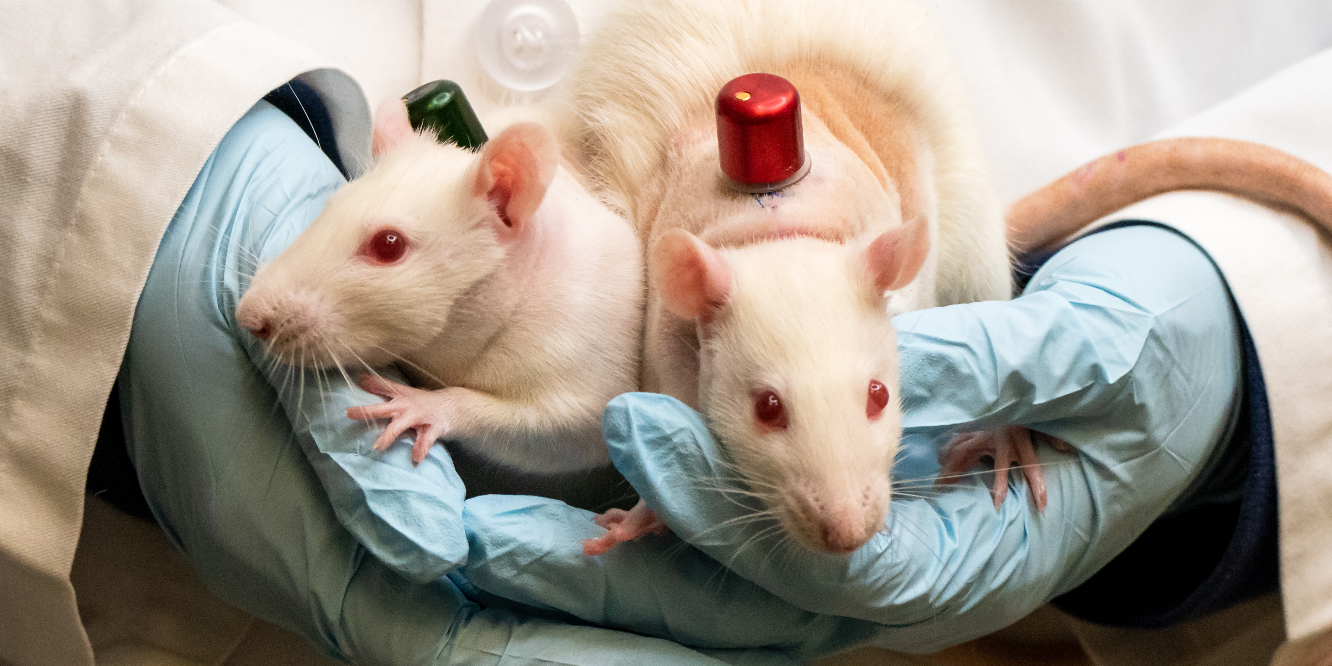 Training & Education | Instech Laboratories, Inc.